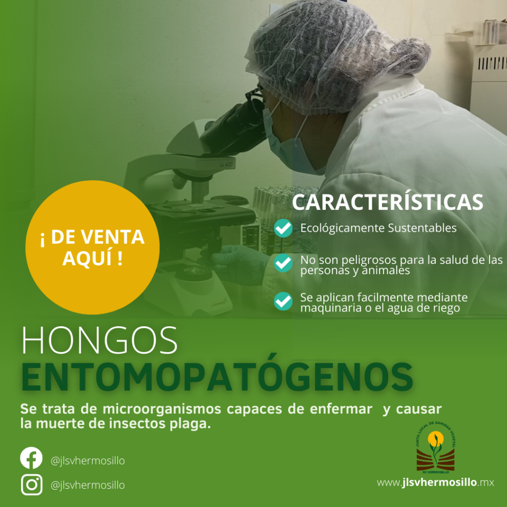 Hongos Entomopatógenos | Junta Local de Sanidad Vegetal de Hermosillo